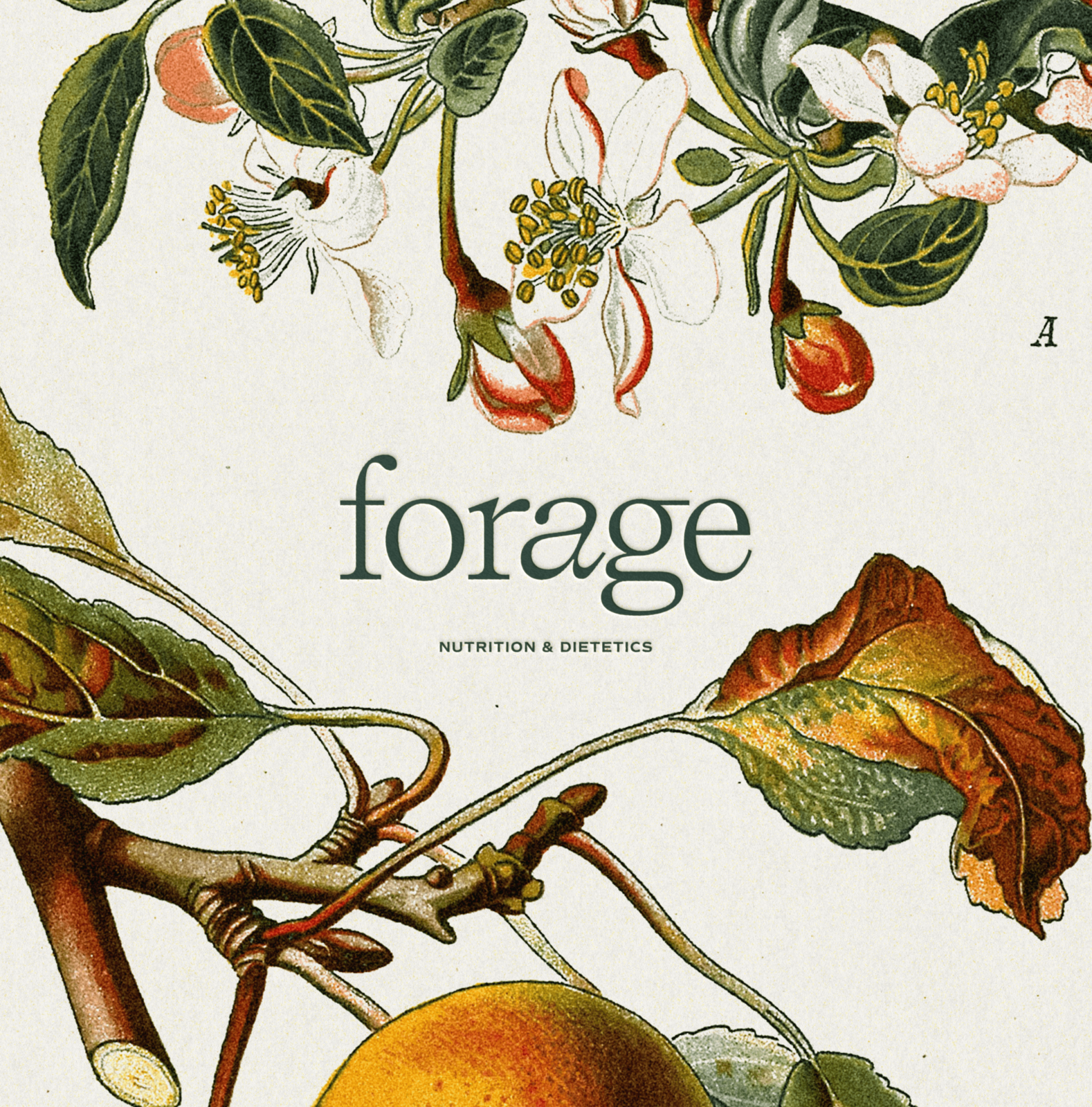 Forage Nutrition | Project Showcase - Hello Magic Studio | Brand ...
